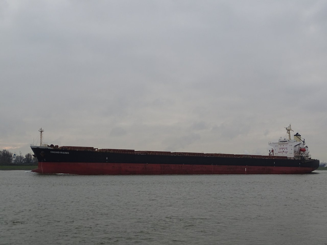 Orchid Rising, 17 12 2024, nr 1 — Postimages