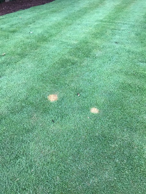 Random Yellow Spots In Zoysia Lawn Care Forum