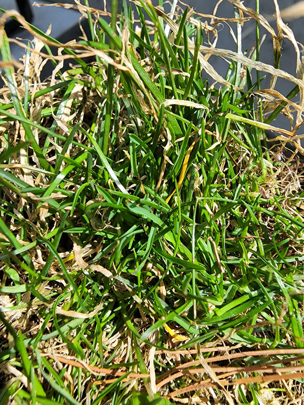 Planning Ahead to Treat Poa Triv | Lawn Care Forum