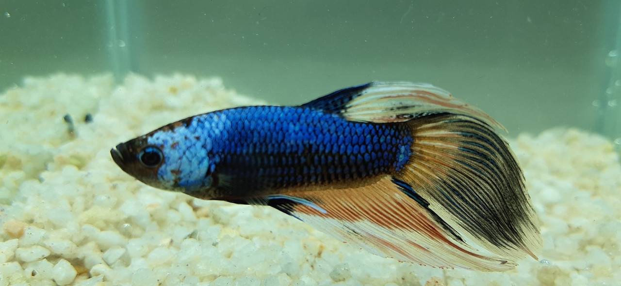 Rare Betta Strains in Stock | Tropical Aquariums SA