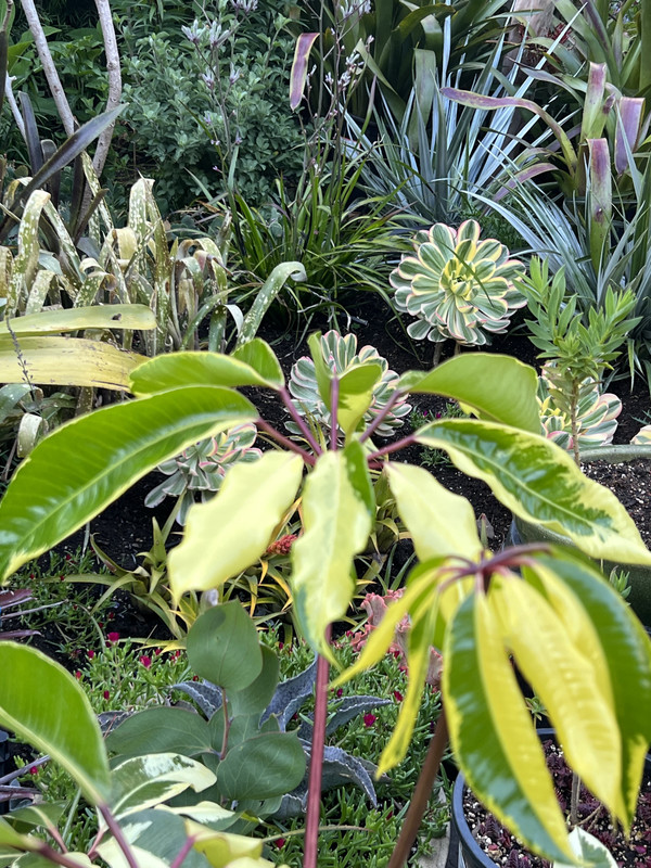 IMG 3927 — Postimages