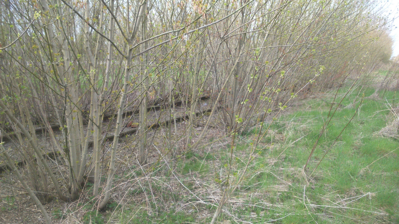 DSC 0025 — Postimages