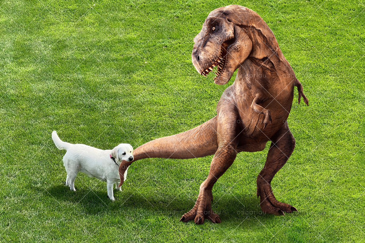 dog holding something WM — Postimages