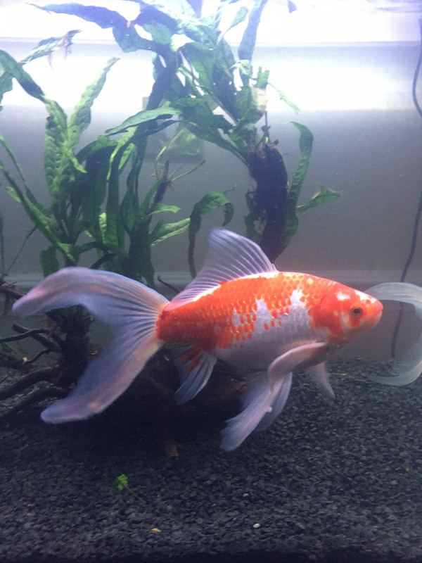 Help with diagnosis - growths on goldfish ventral and tail fins - Fish ...