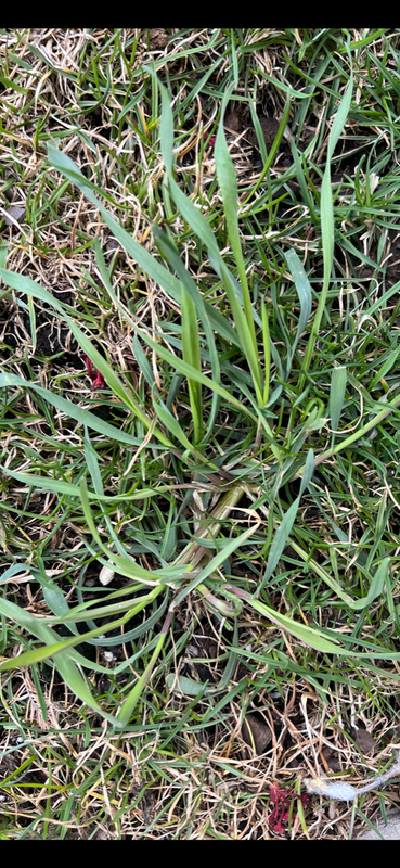 Early spring grassy weed? | Lawn Care Forum