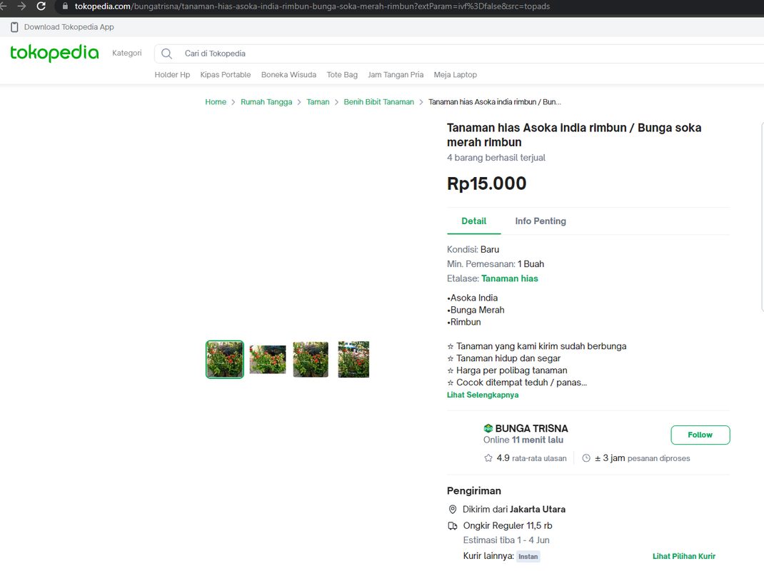 Bunga Soka Merah ( Ixora Sp ) 2 — Postimages