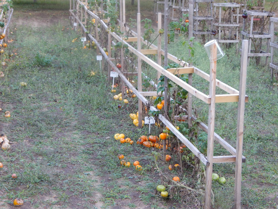 Tomato cages — Postimages