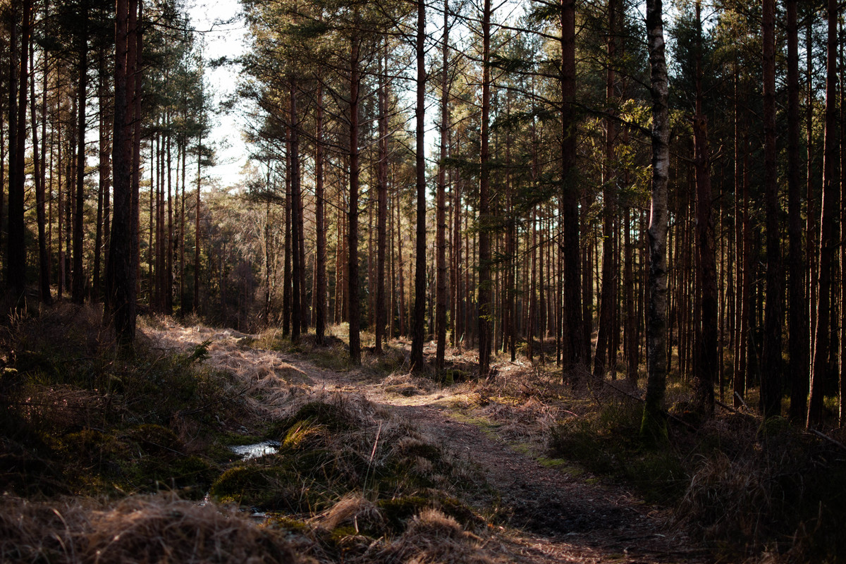 AVR 5296 — Postimages