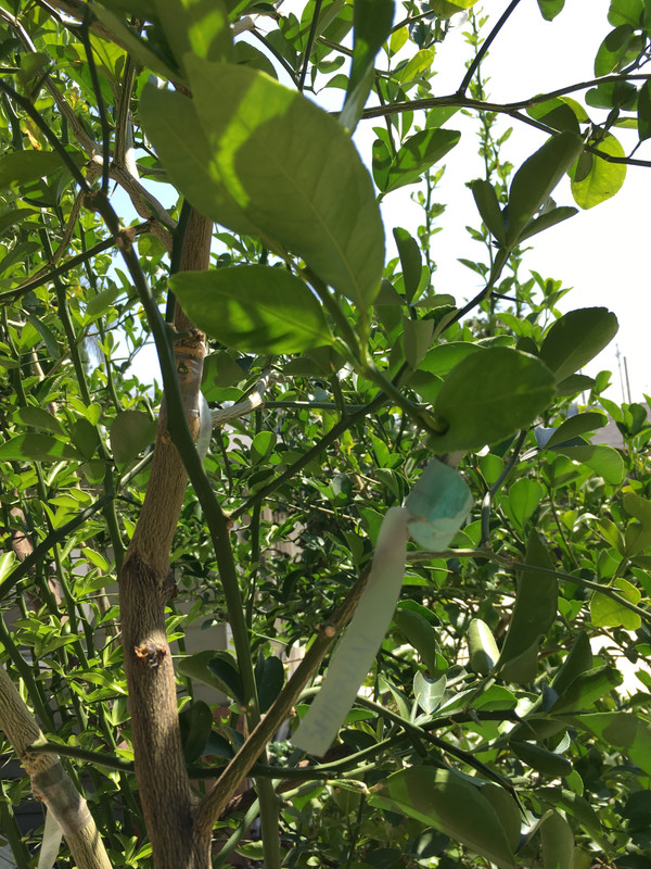 IMG 0762 — Postimages