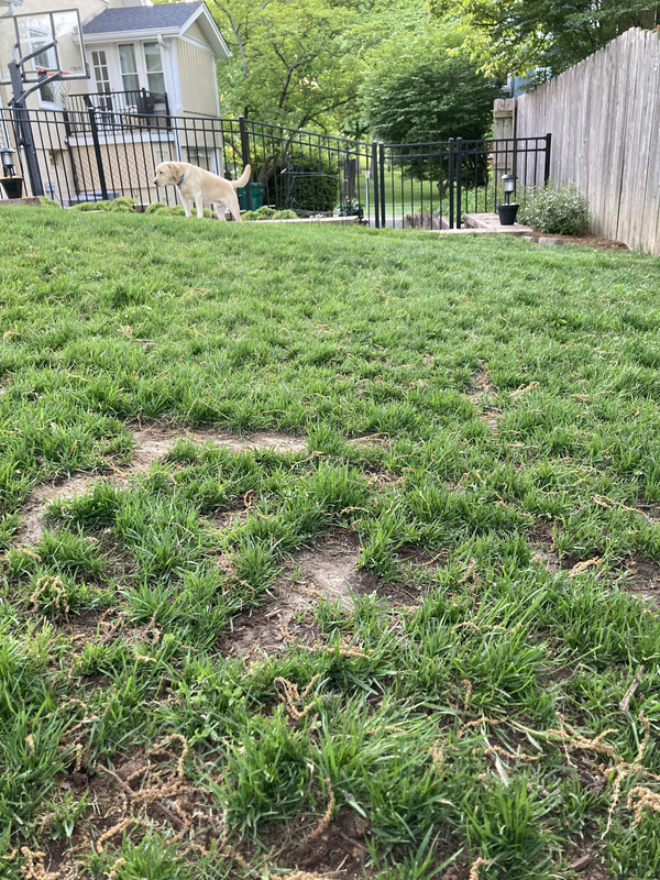 Need Advice for Struggling TTTF in St. Louis MO | Lawn Care Forum