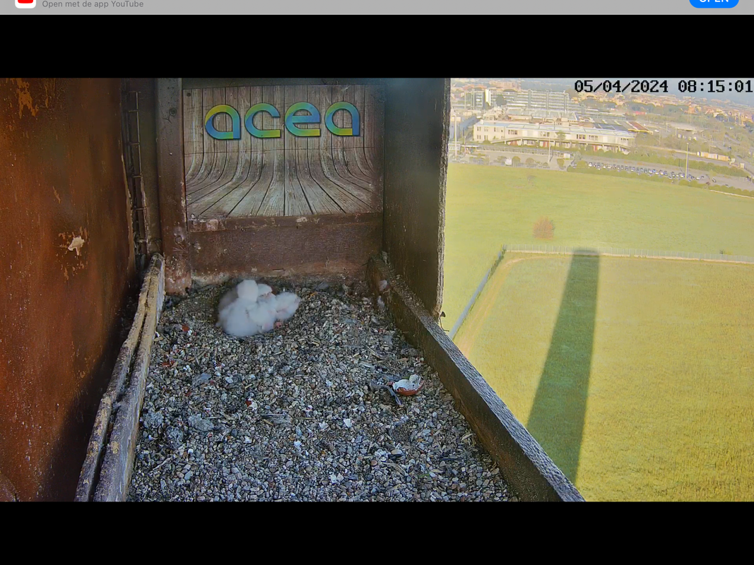 IMG 9940 — Postimages