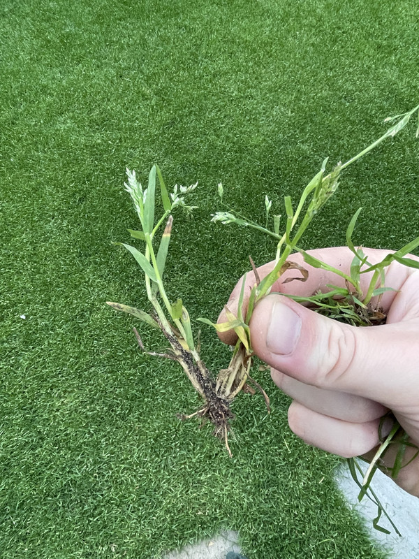 Weird Poa Annua Phenomenon Lawn Care Forum