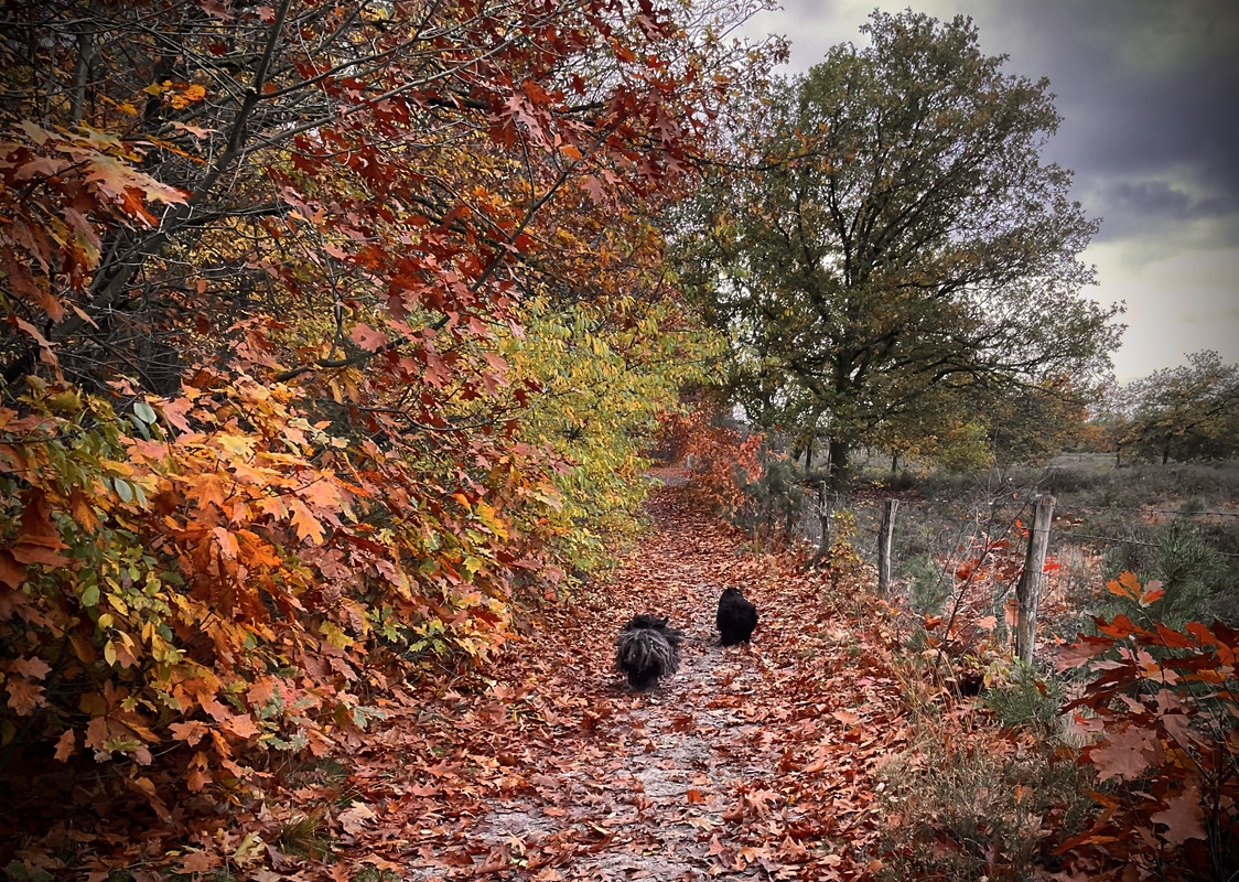 IMG 2040 — Postimages