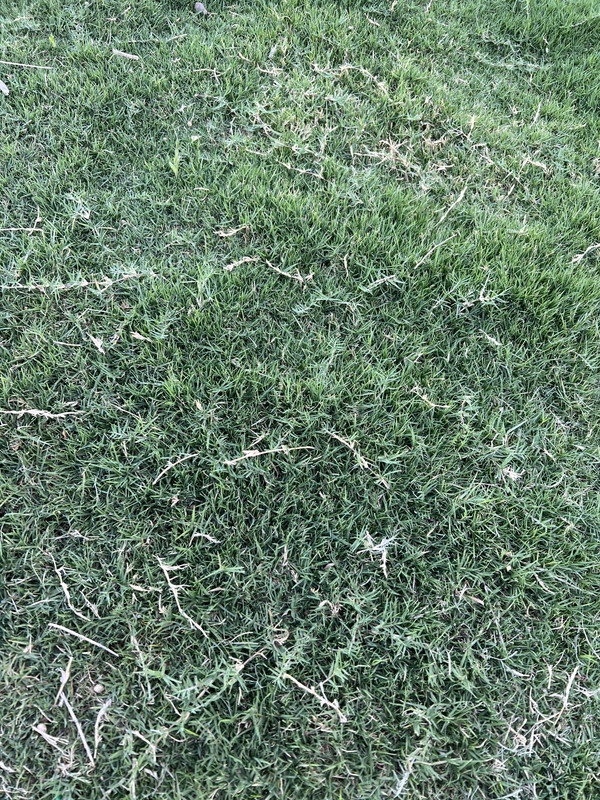 How do I handle these yellow strands in my Bermuda Grass? Dethatch ...
