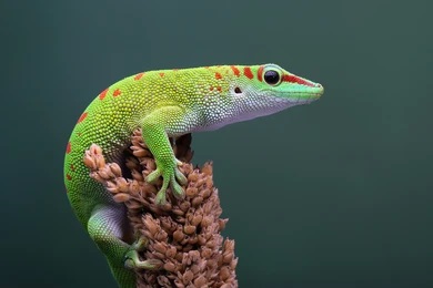 The Astonishing Gecko-Man Original - Novella - Superhero | Sufficient ...