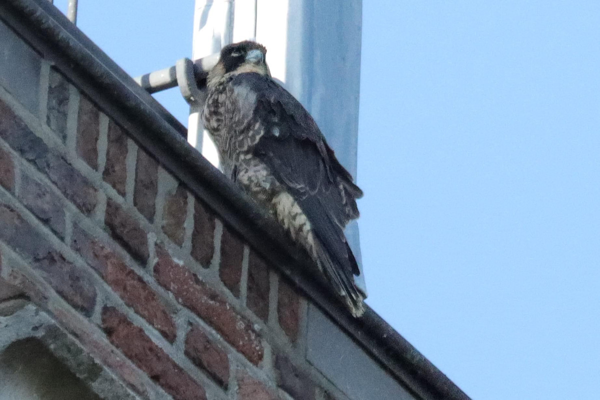 IMG 5465 — Postimages