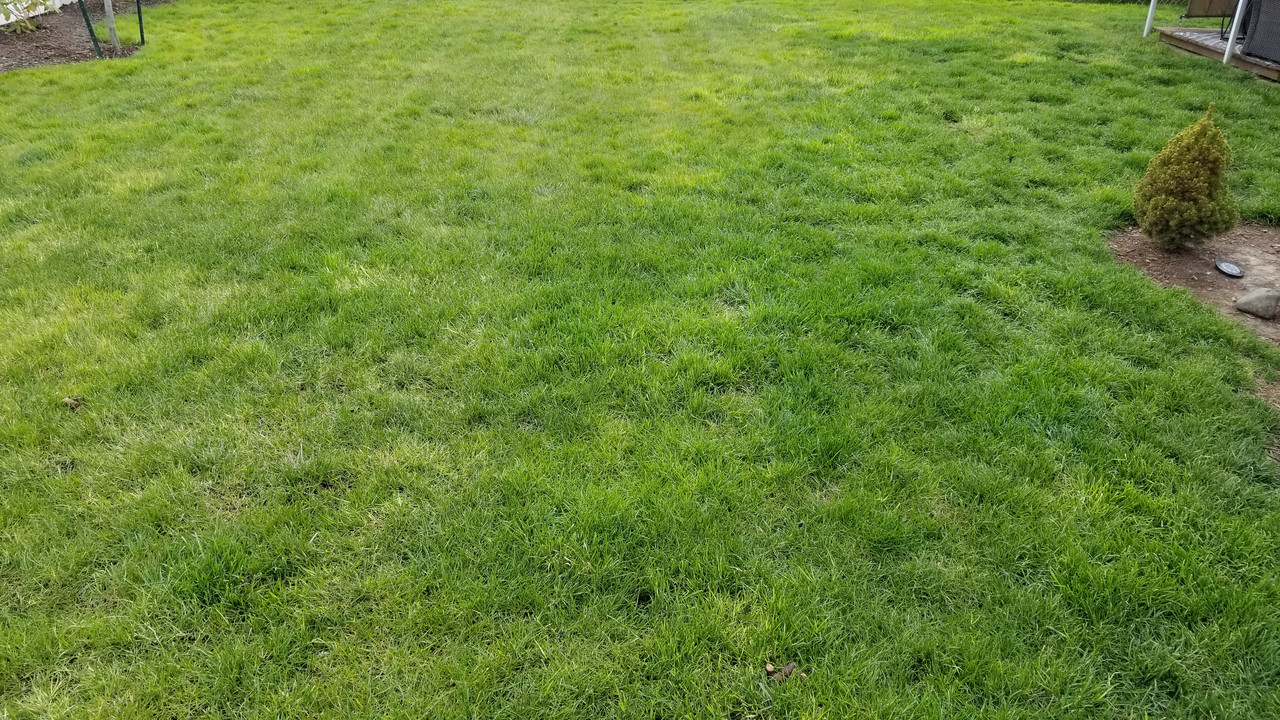 Tenacity bleaching help? What to do next..? | Lawn Care Forum