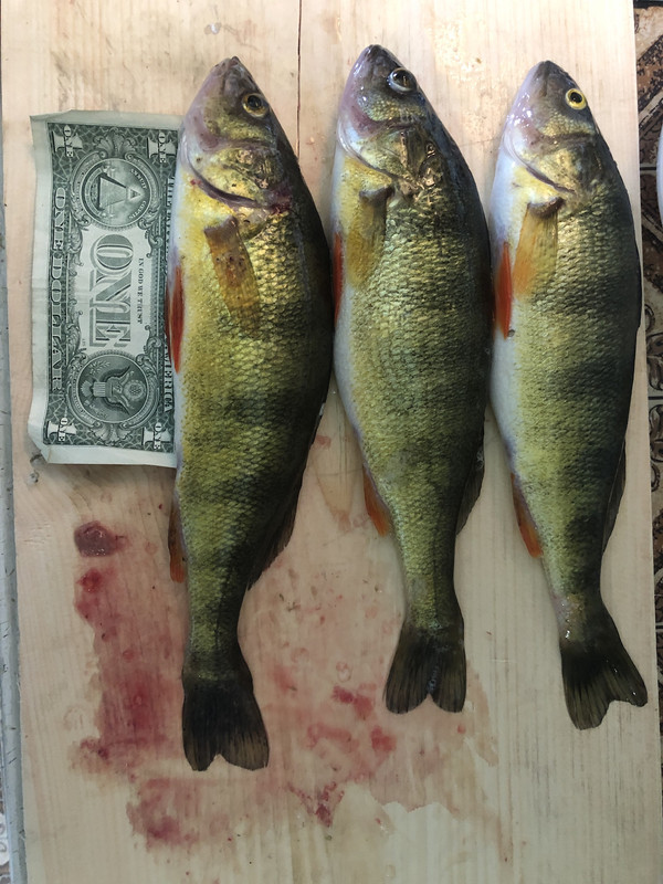 7235 B4 F1 44 D4 4635 9 D33 BFBB6 FF1 CBD3 — Postimages