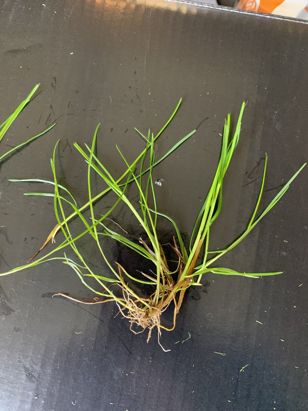 Light green patches | Lawn Care Forum