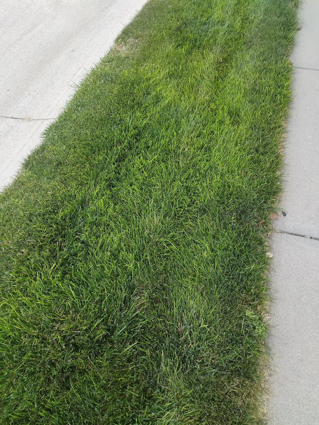Different colors of grass - Help a newbie | Lawn Care Forum