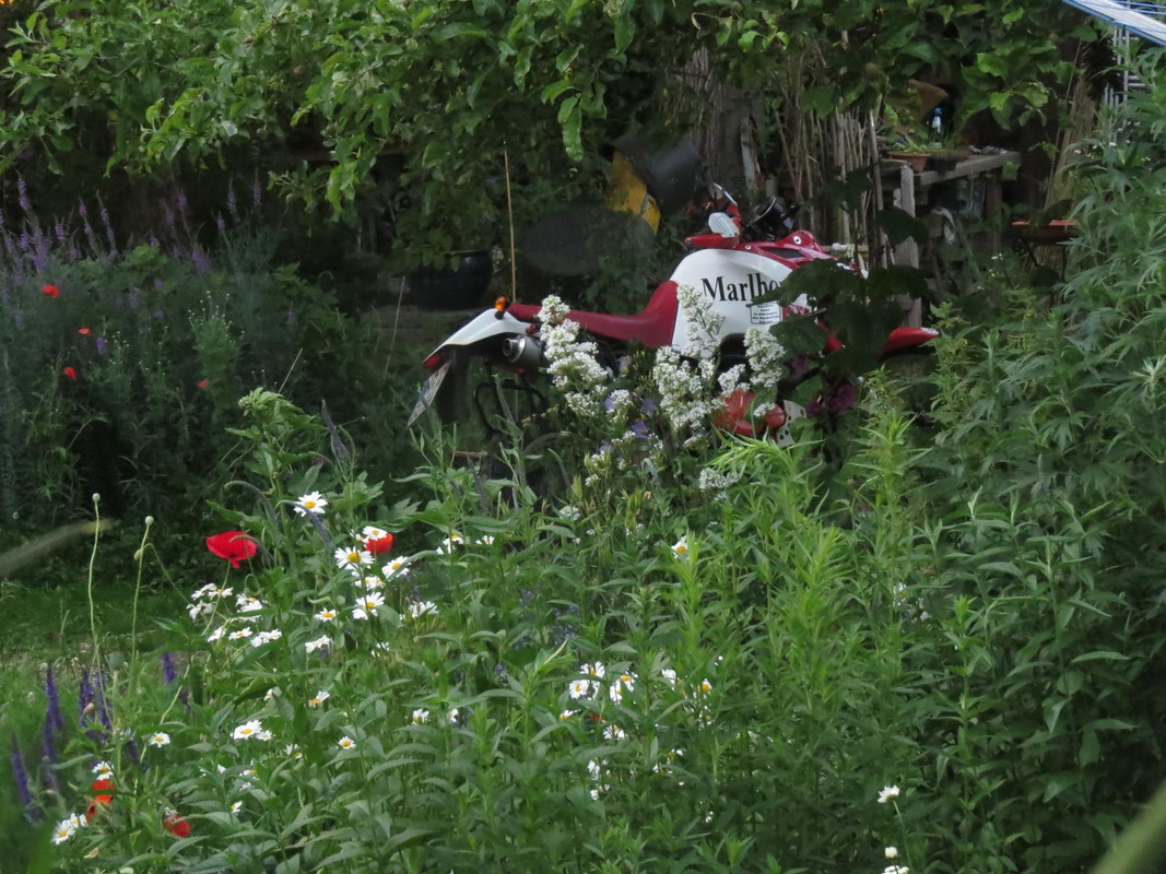 Foto Iris — Postimages