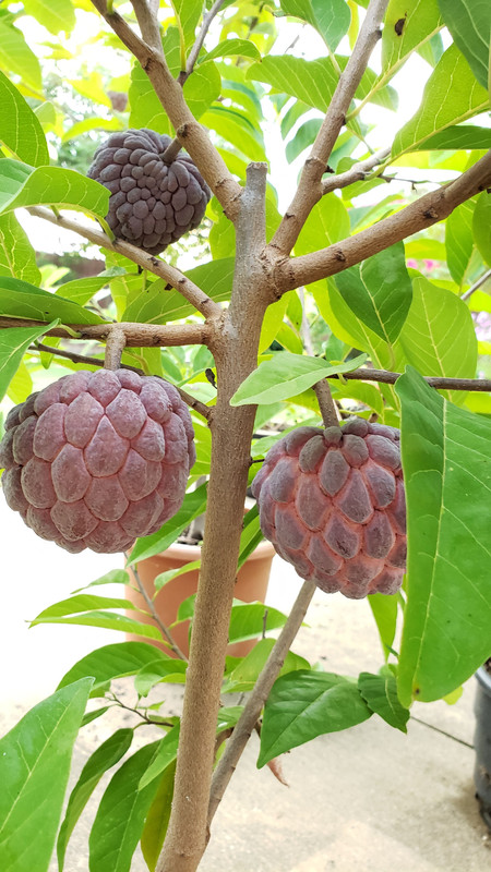 Sugar Apple Red — Postimages