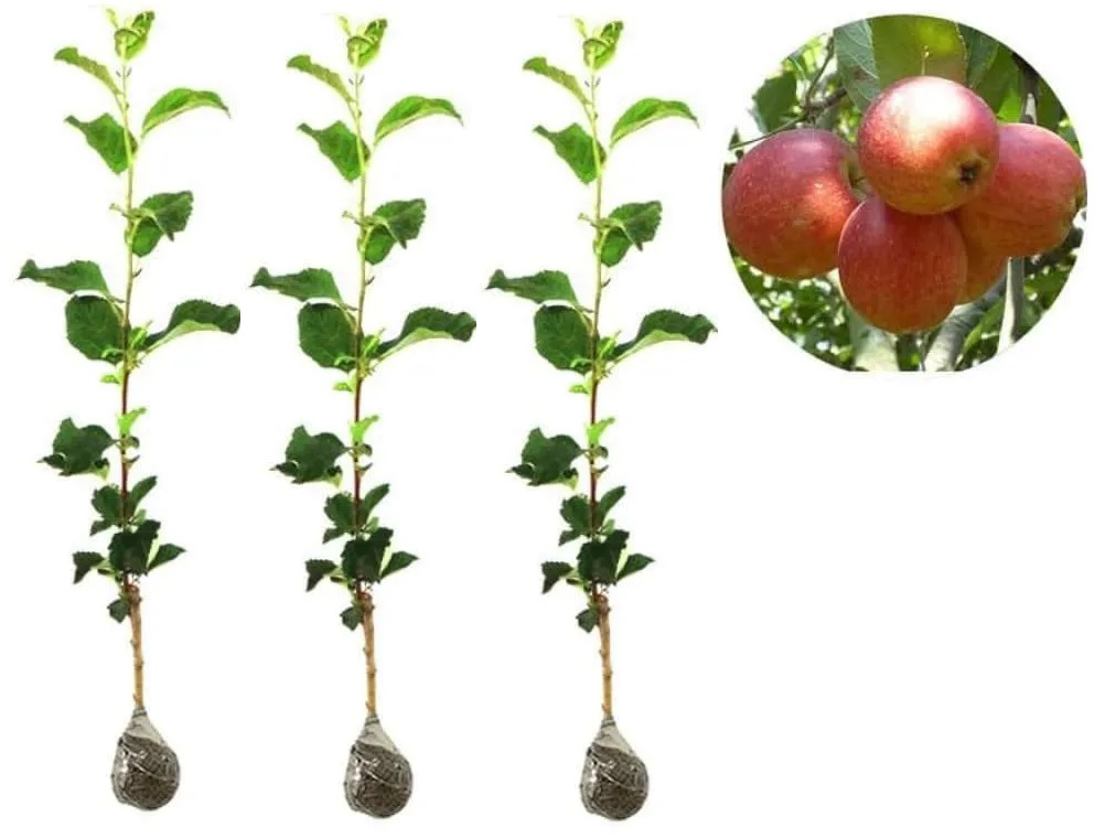 Jual KW SUPER BIBIT APEL ANA /ANNA -TANAMAN BUAH HIDUP- BEST! di Seller ...