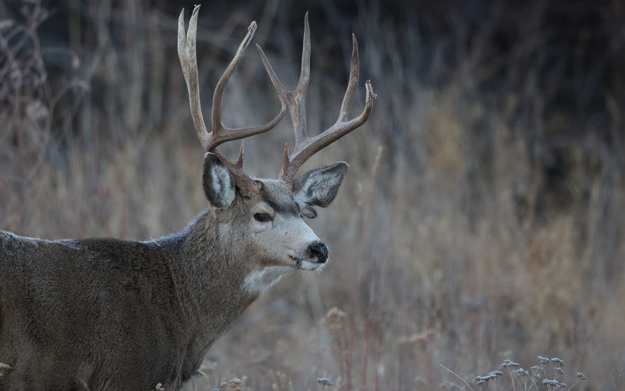 Cookie's 2018 mule deer run: pics - 24hourcampfire