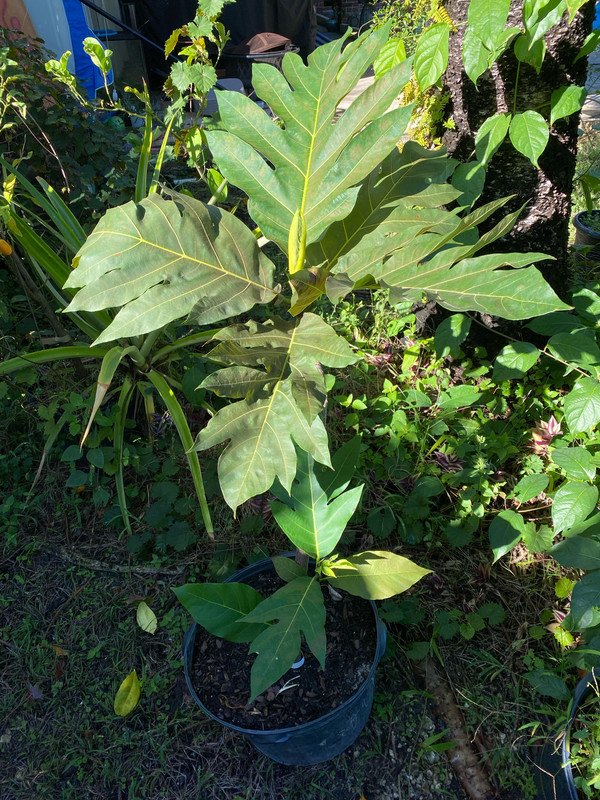 Ma'afala Breadfruit 1 2023 — Postimages