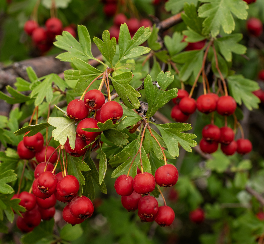 IGP5110 SCNHG — Postimages