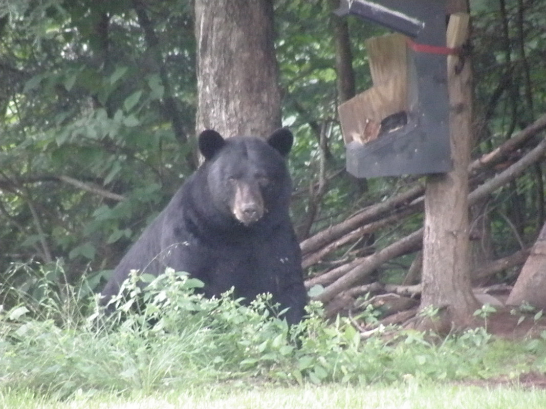 bears 448 — Postimages