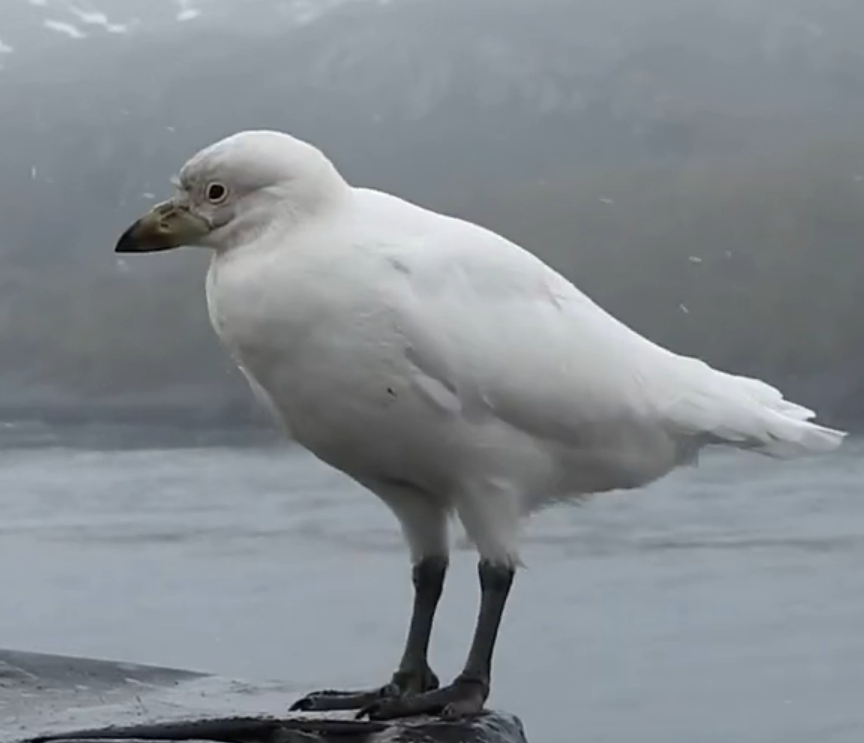 Arctique et Antarctique - Géographie - Twinkl