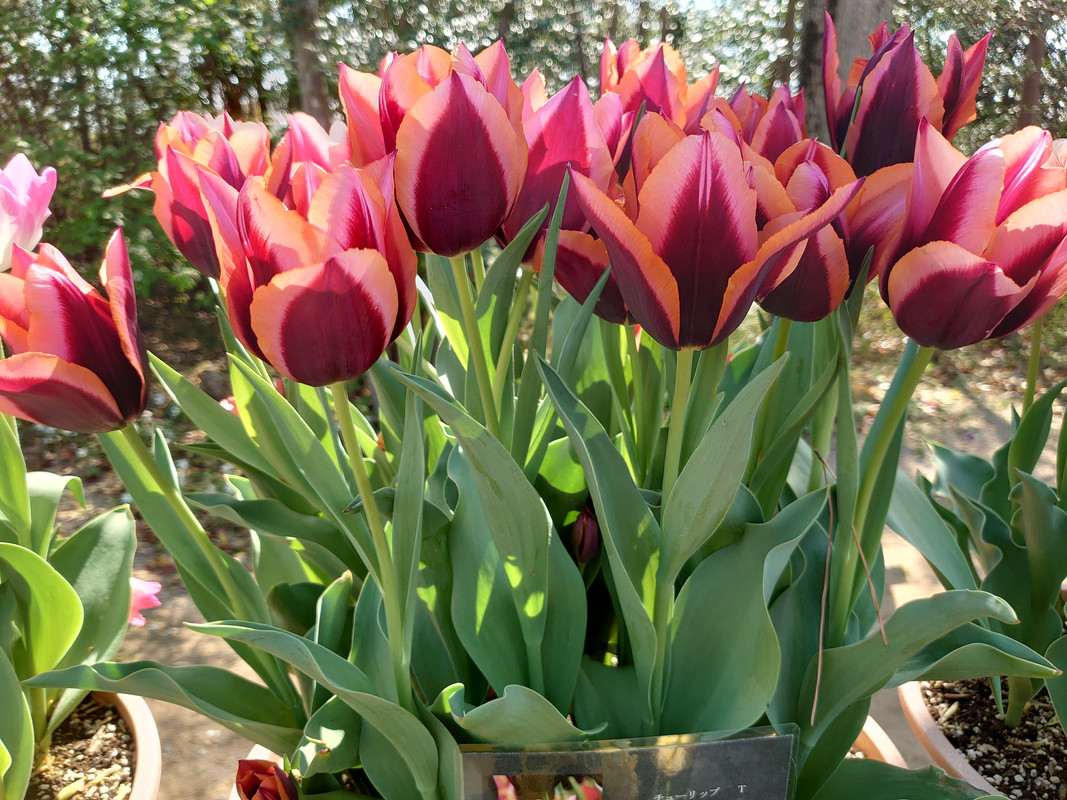 DSC 2121 — Postimages