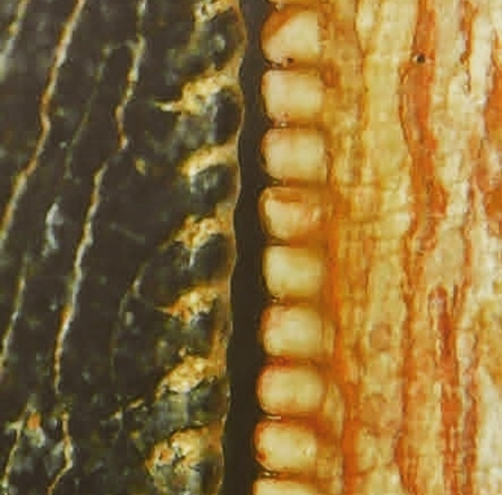 Just a Close-up Comparison of T. Rex (left) & Carcharodontosaurid ...