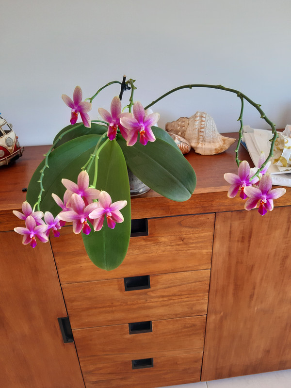 My phals in bloom - Orchid Board - Most Complete Orchid Forum on the web