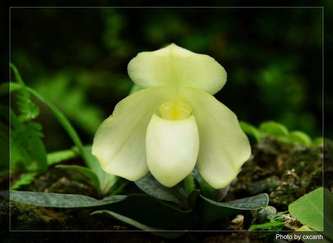 Paphiopedilum concolor var alba - a nice one | Slippertalk Orchid Forum