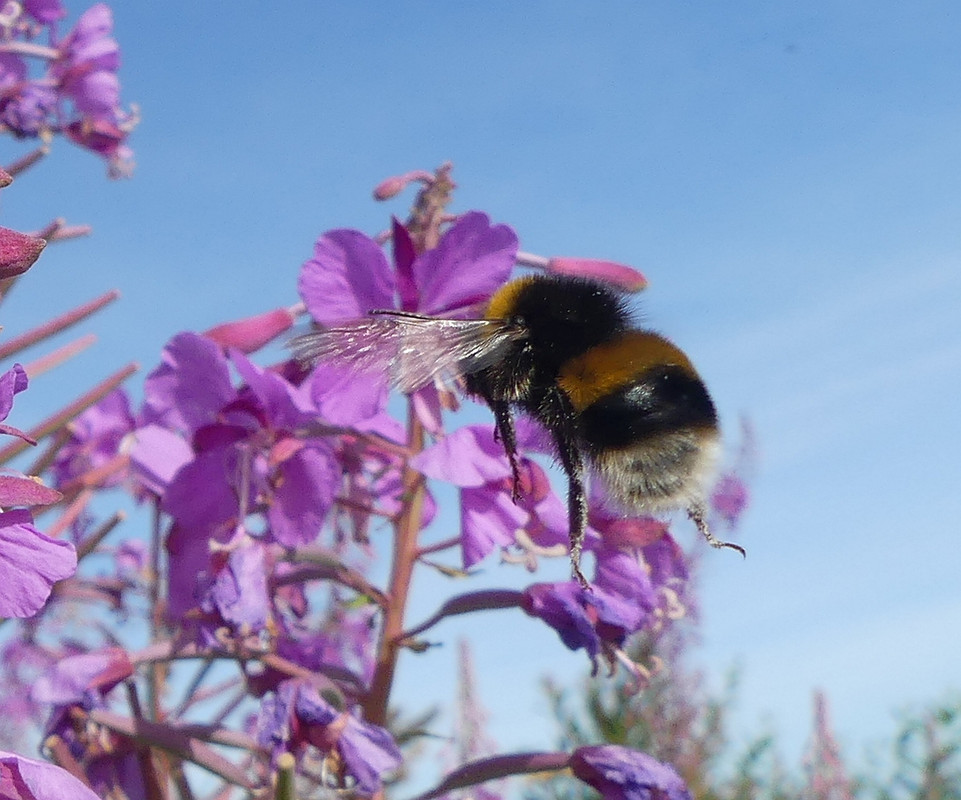 BEE INCOMING 2 110824 — Postimages