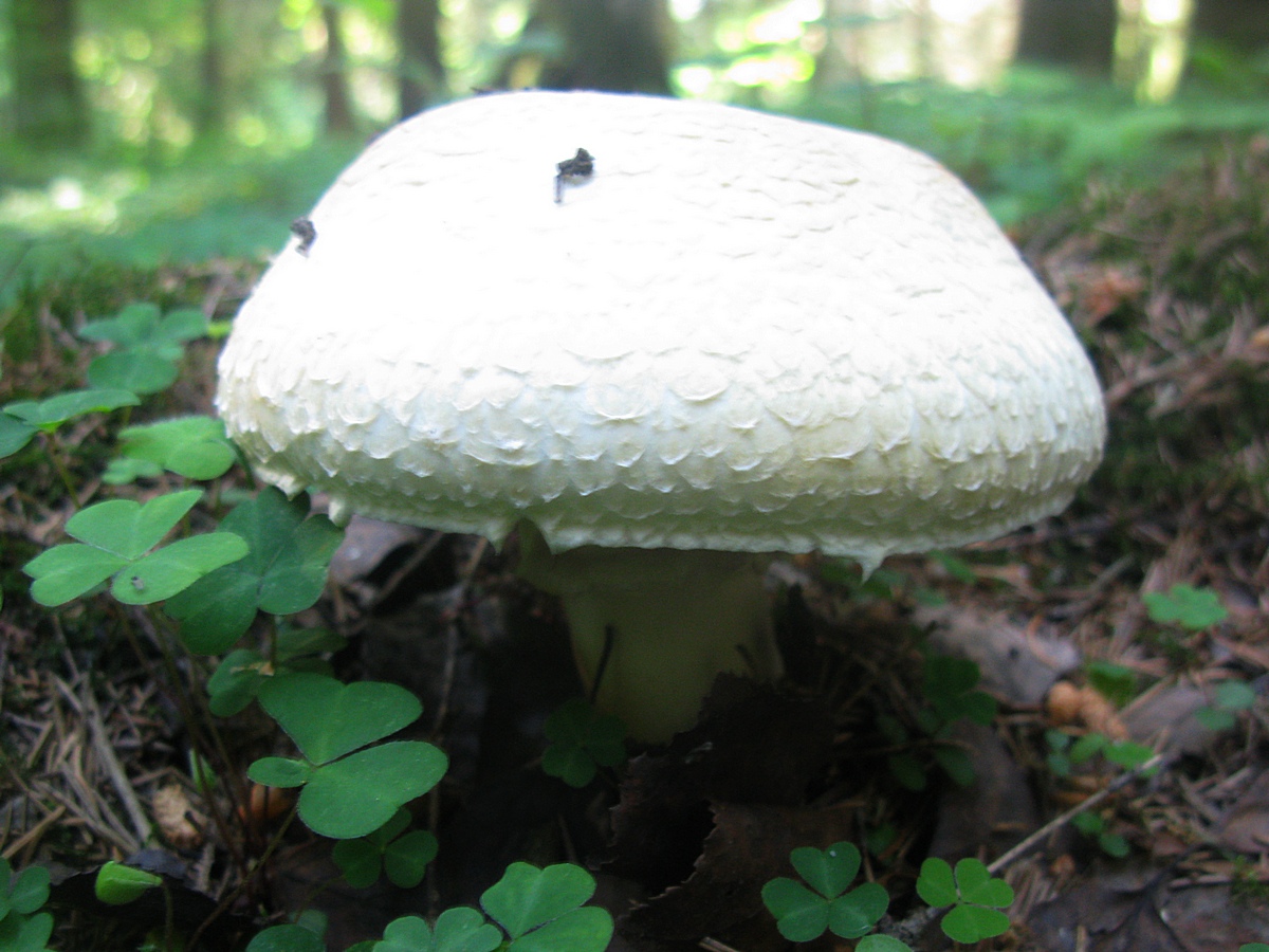 IMG 4101 — Postimages