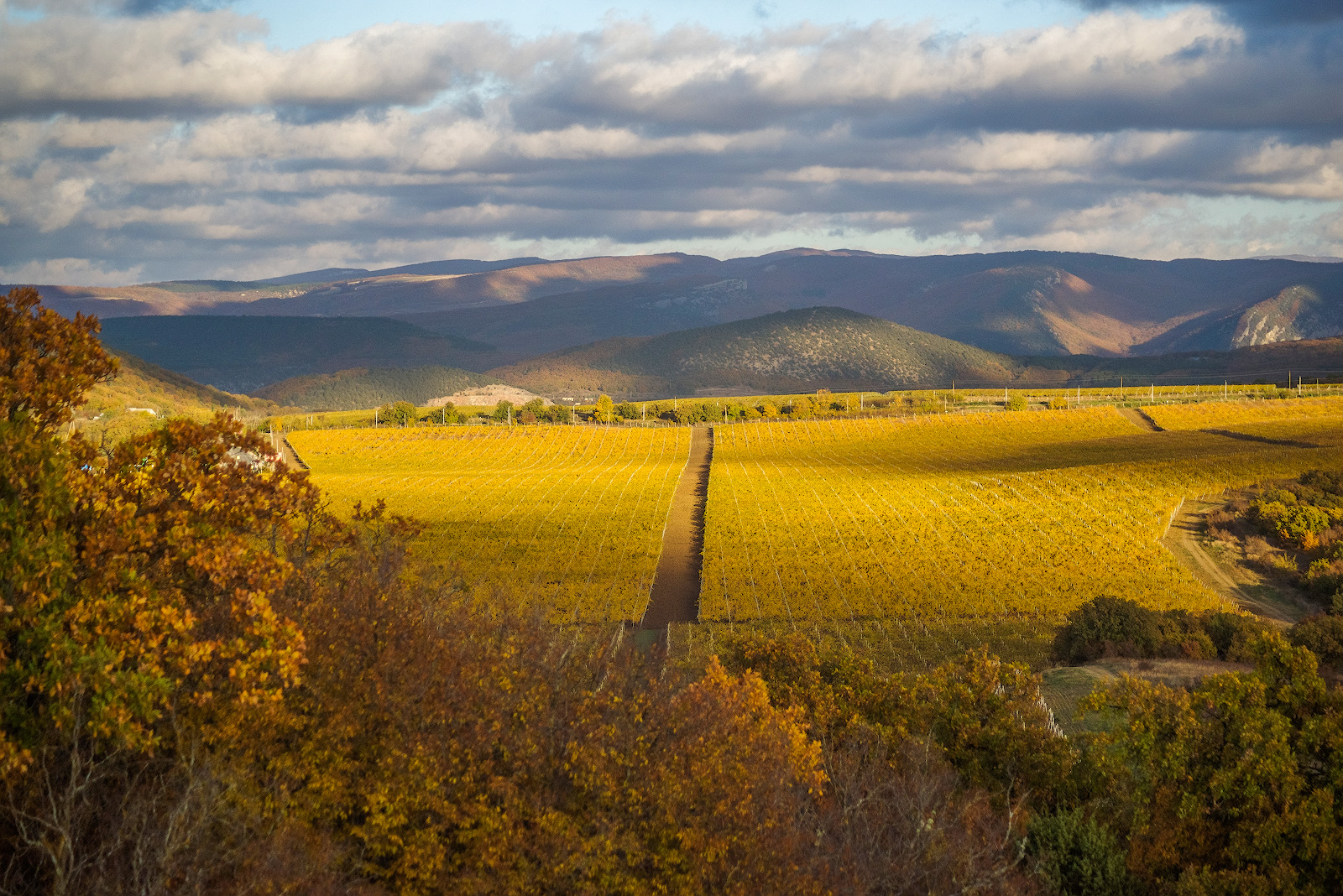 V0006473 1600 — Postimages