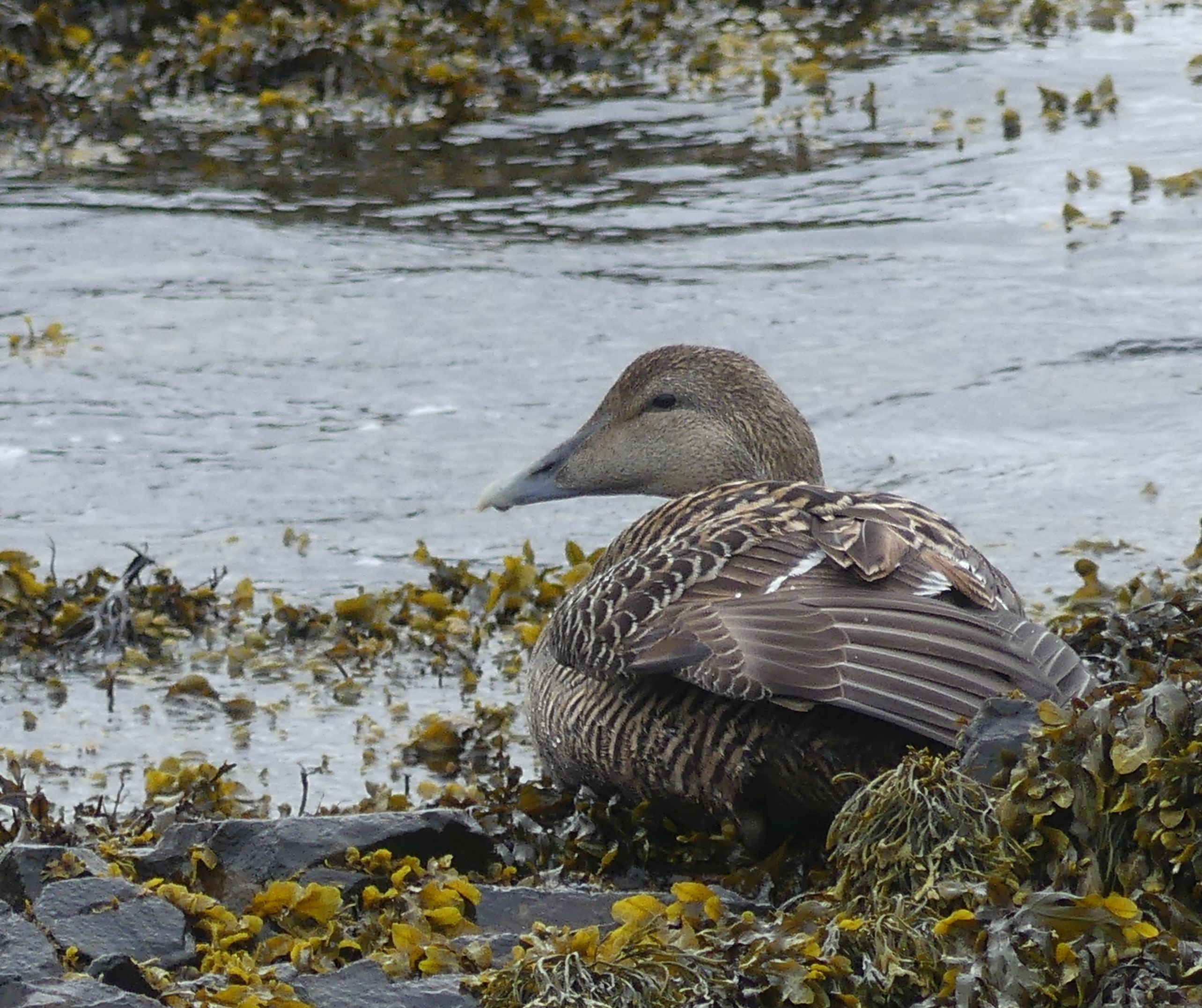 EIDER 3 — Postimages