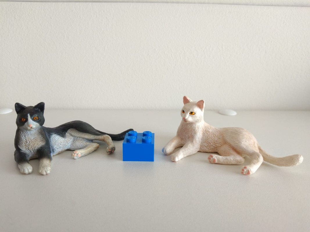 Mojo Fun 2019 animals. photos.