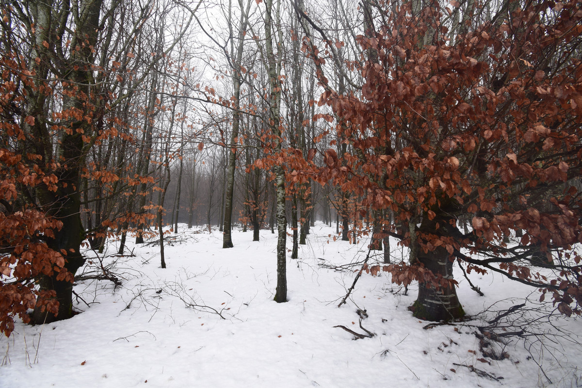 DSC 0503 — Postimages