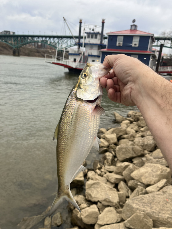 Shad run - Other Fish Species - Bass Fishing Forums