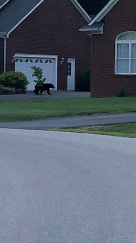 bear in the driveway — Postimages