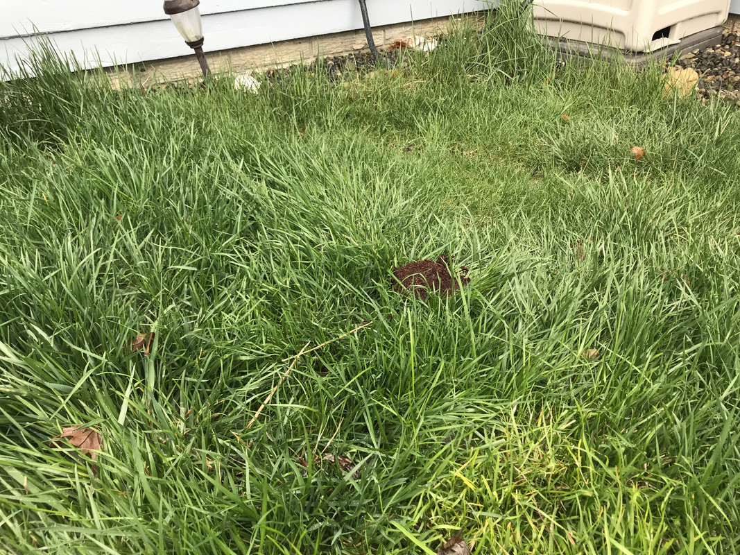 What are these bumpy grass things on my lawn? | Lawn Care Forum
