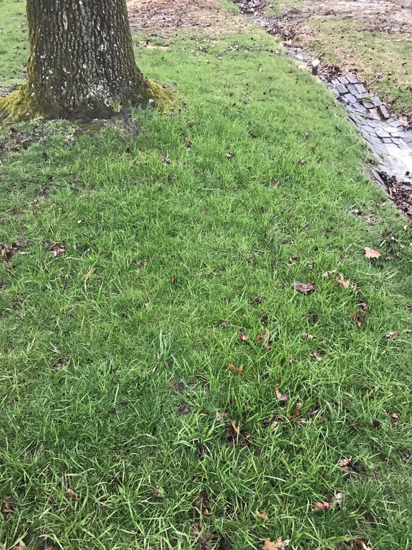 Methods to remove annual ryegrass from fescue lawn? | Lawn Care Forum