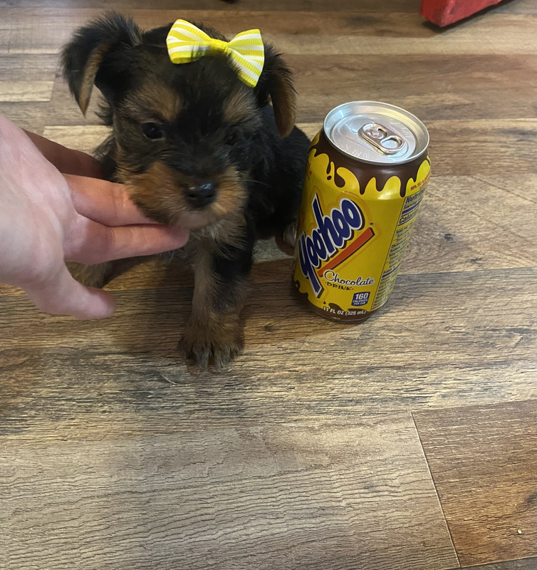 IMG 8648 — Postimages