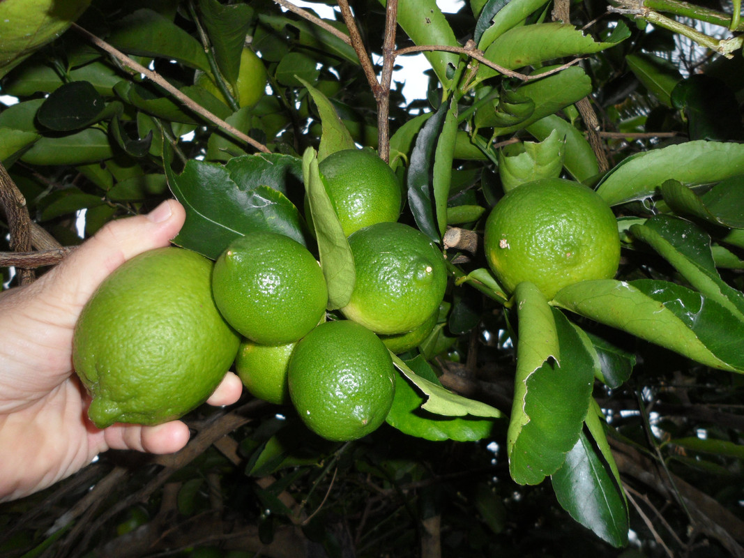 SAM 0810 — Postimages