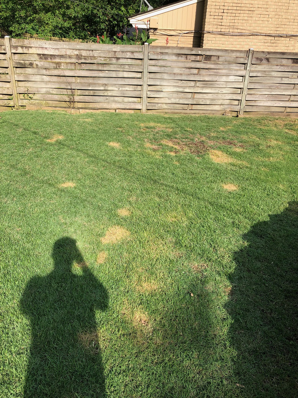 June 17 back yard 2 — Postimages