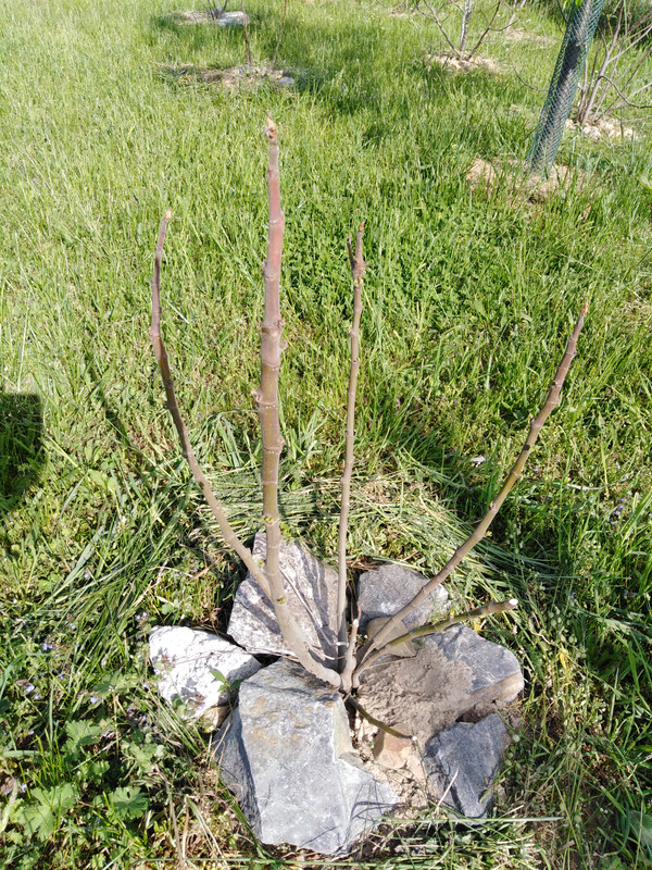 Julia Von Pressburg — Postimages